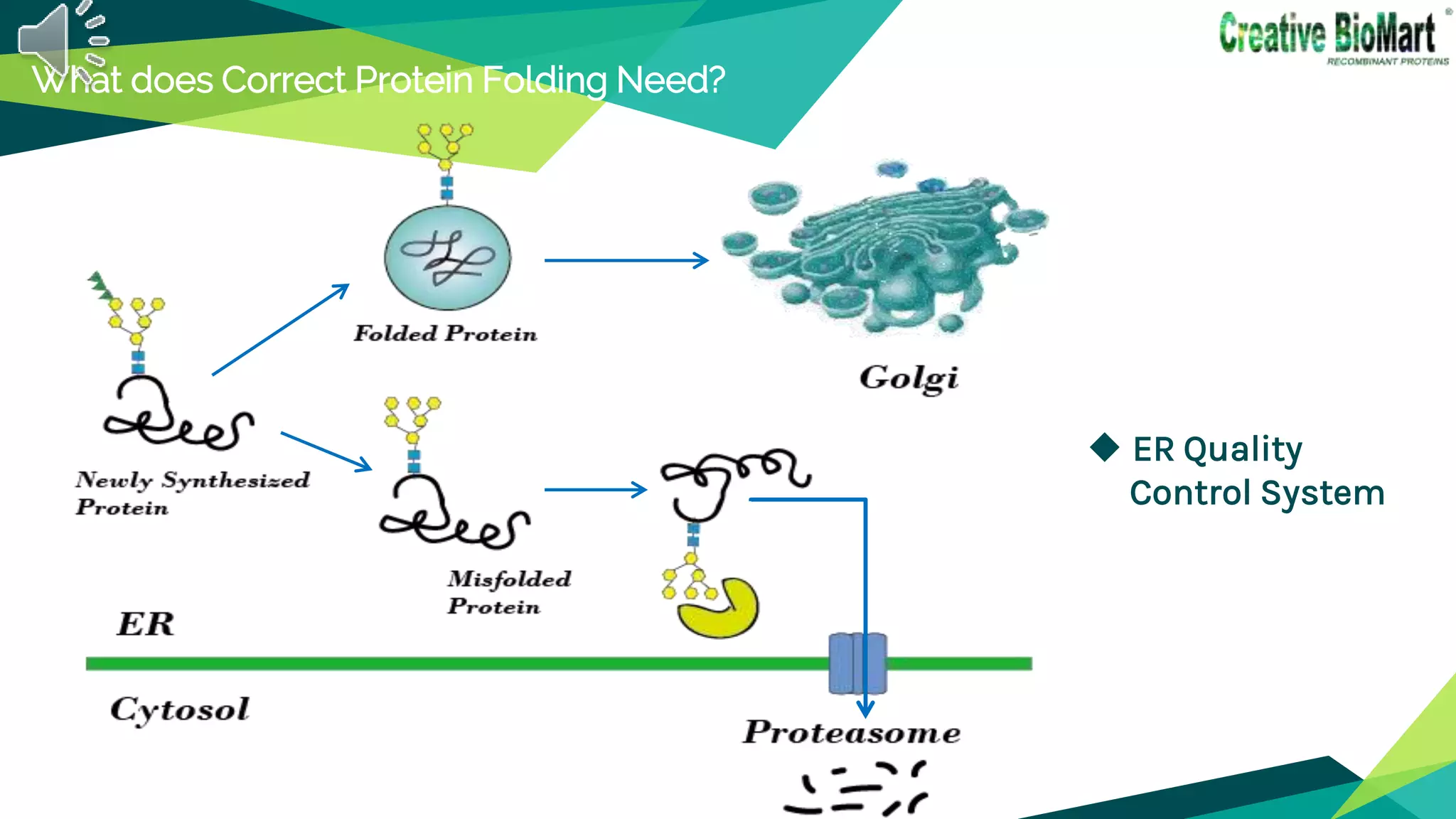 Refolding of inclusion body proteins from e. coli | PPTX