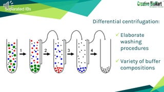 Refolding of inclusion body proteins from e. coli | PPTX