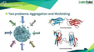 Refolding of inclusion body proteins from e. coli | PPTX