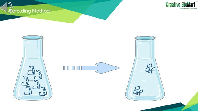 Refolding of inclusion body proteins from e. coli | PPTX | Chemistry ...