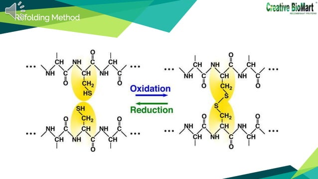 Refolding of inclusion body proteins from e. coli | PPTX | Chemistry ...