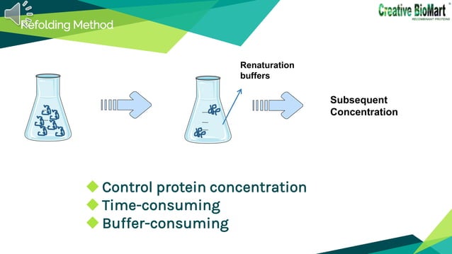 Refolding of inclusion body proteins from e. coli | PPTX | Chemistry ...