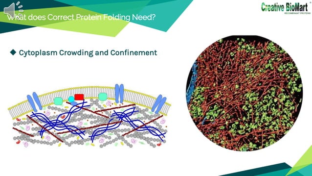 Refolding of inclusion body proteins from e. coli | PPTX | Chemistry ...