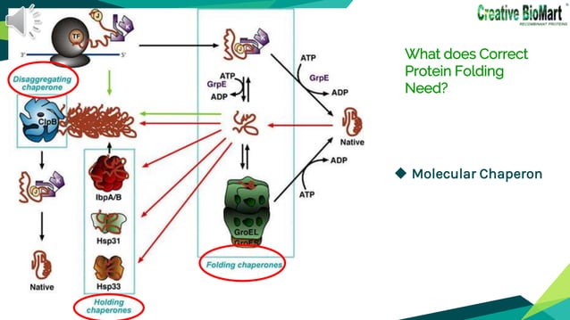 Refolding of inclusion body proteins from e. coli | PPTX | Chemistry ...