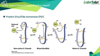 Refolding of inclusion body proteins from e. coli | PPTX