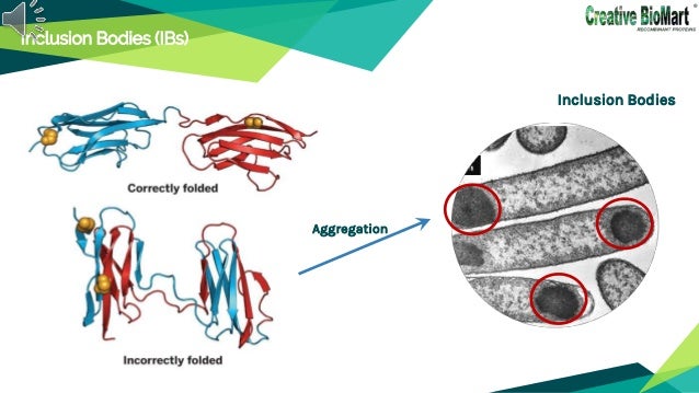 Refolding of inclusion body proteins from e. coli