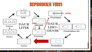 Biologi Kelas X SMA/MA-VIRUS (2024).pptx