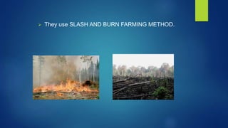 Mayan Farming Slash And Burn Technique