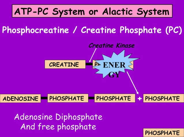 Atp-pc system | PPT | Chemistry | Science