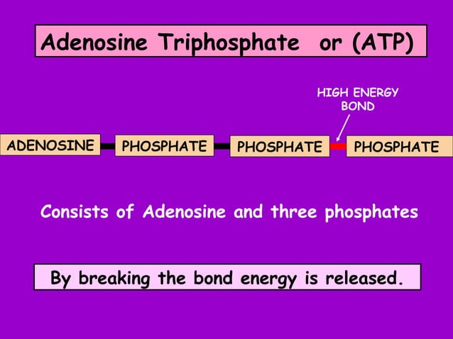 Atp-pc system | PPT | Chemistry | Science
