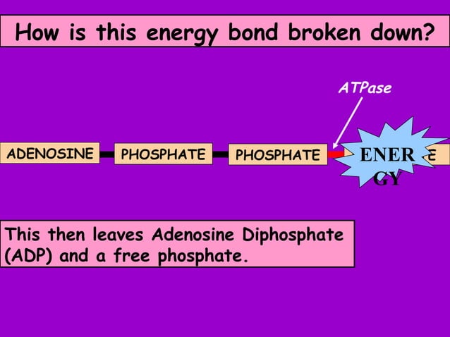 Atp-pc system | PPT | Chemistry | Science