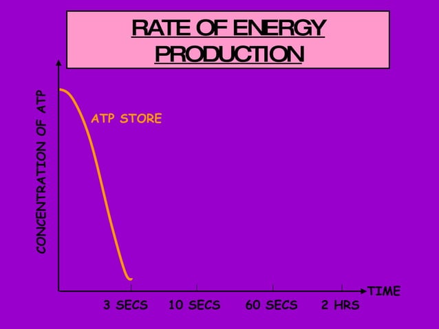 Atp-pc system | PPT | Chemistry | Science