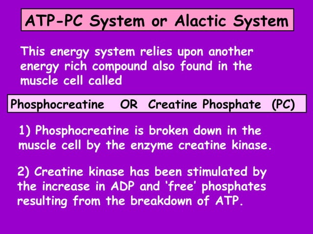Atp-pc system