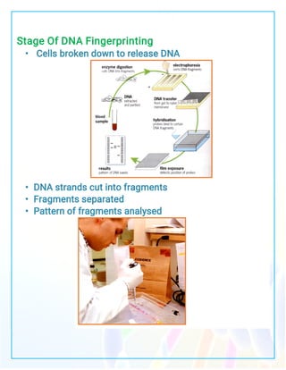 New 352180832 dna-fingerprint-investigatory-project-class-12 | PDF