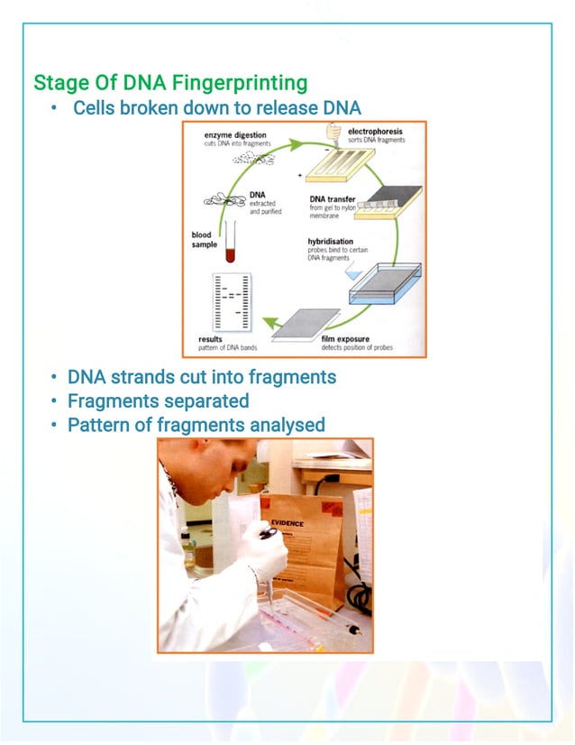 New 352180832 dna-fingerprint-investigatory-project-class-12 | PDF ...
