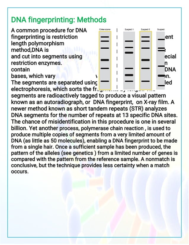 New 352180832 dna-fingerprint-investigatory-project-class-12 | PDF ...