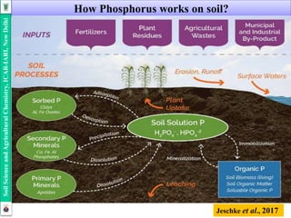 New Approaches for Enhancing Phosphorus Use Efficiency (PUE).pdf