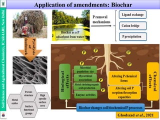 New Approaches for Enhancing Phosphorus Use Efficiency (PUE).pdf
