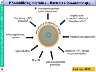 New Approaches for Enhancing Phosphorus Use Efficiency (PUE).pdf