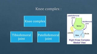 Biomechanics of knee joint | PPTX