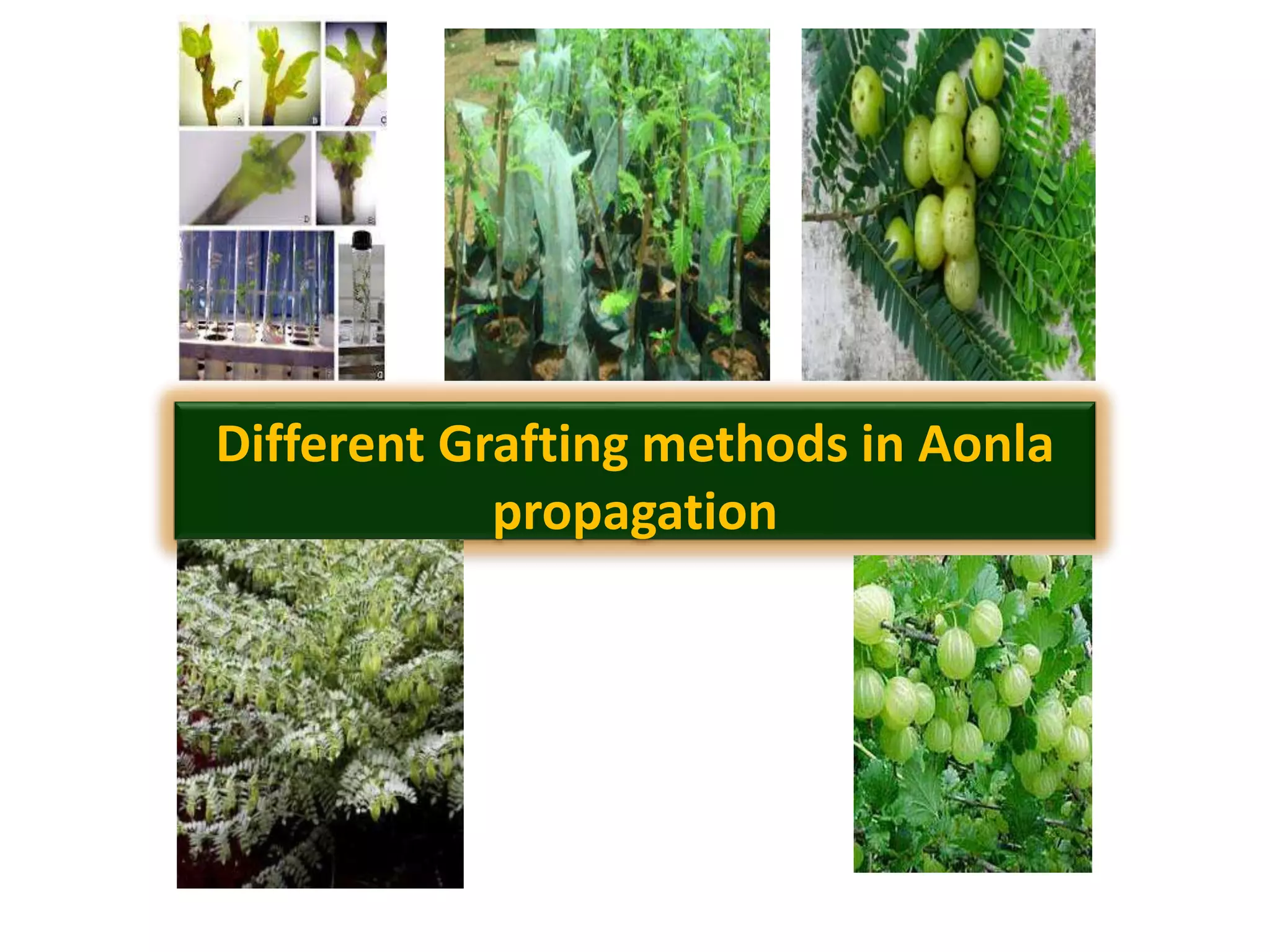 different grafting methods in minor fruit crops | PPTX