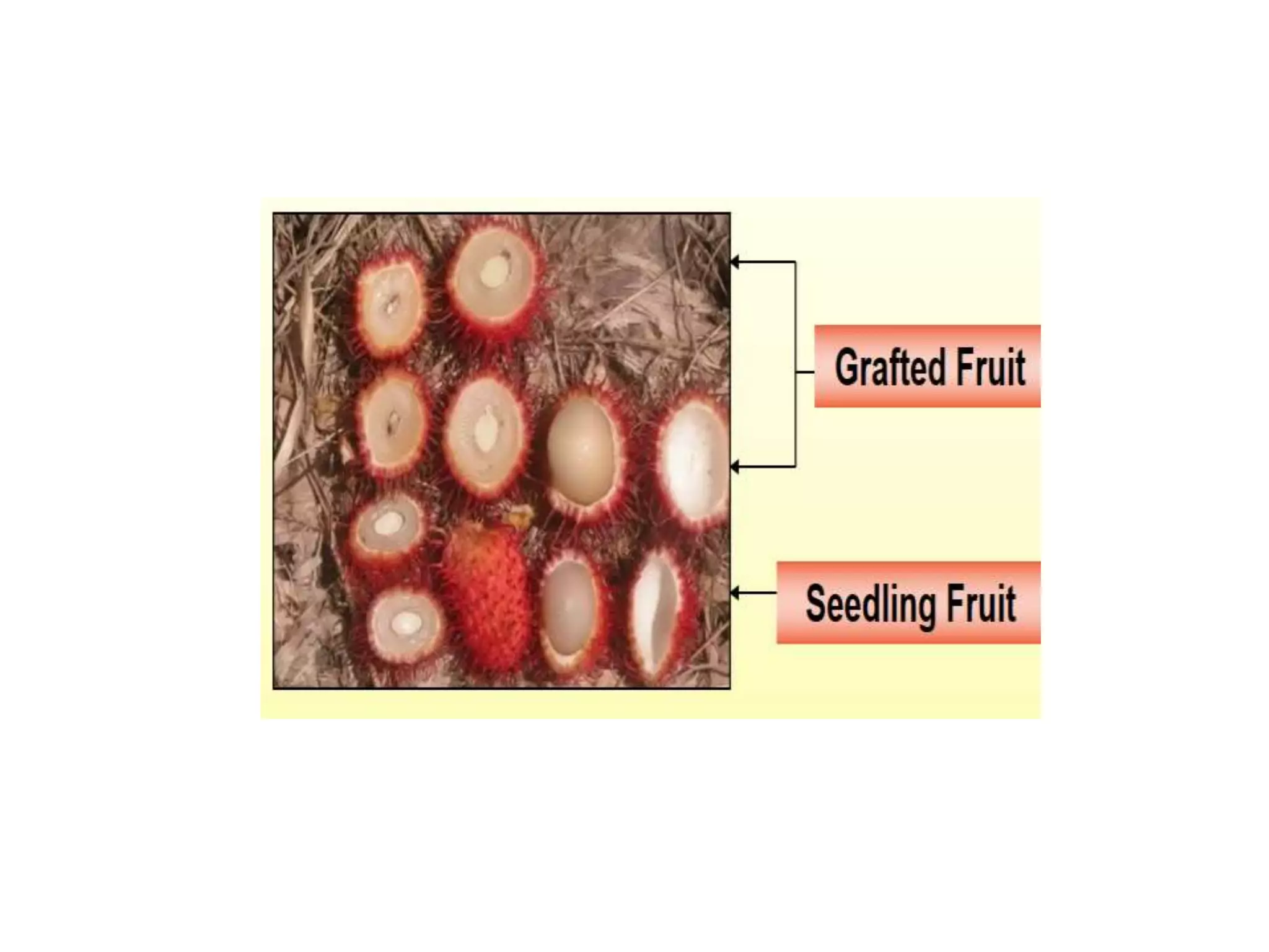 different grafting methods in minor fruit crops | PPTX
