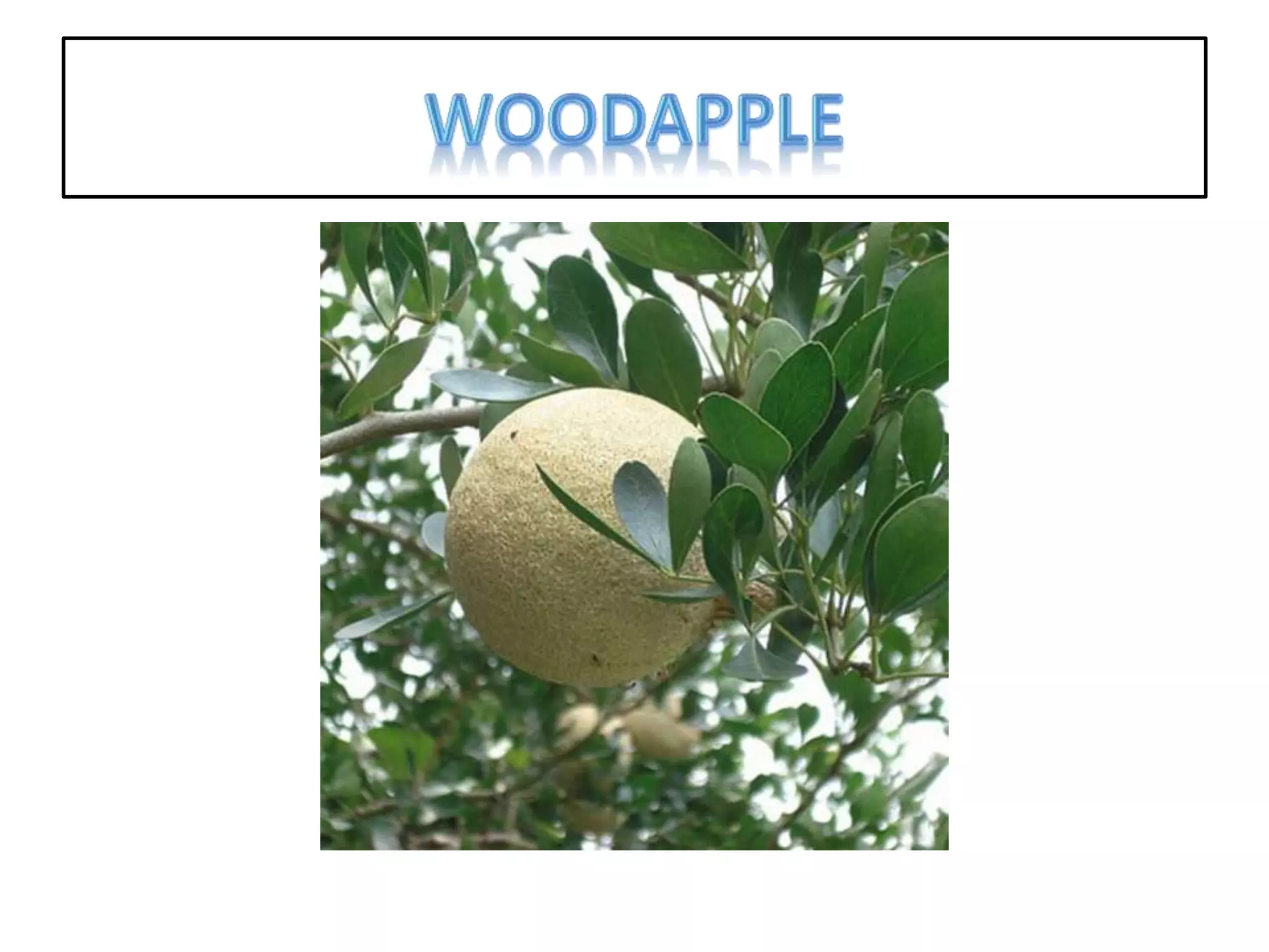 different grafting methods in minor fruit crops | PPTX