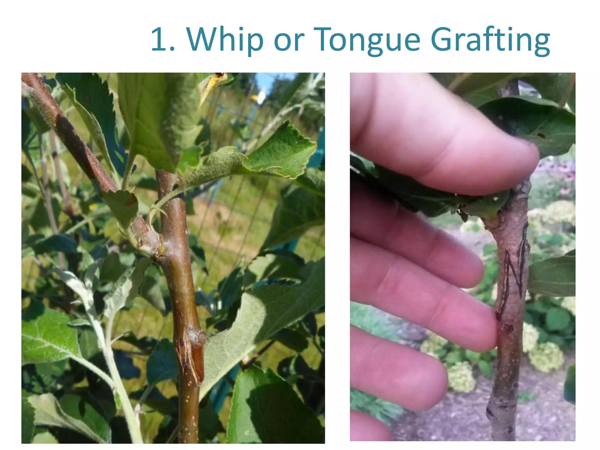 different grafting methods in minor fruit crops | PPTX