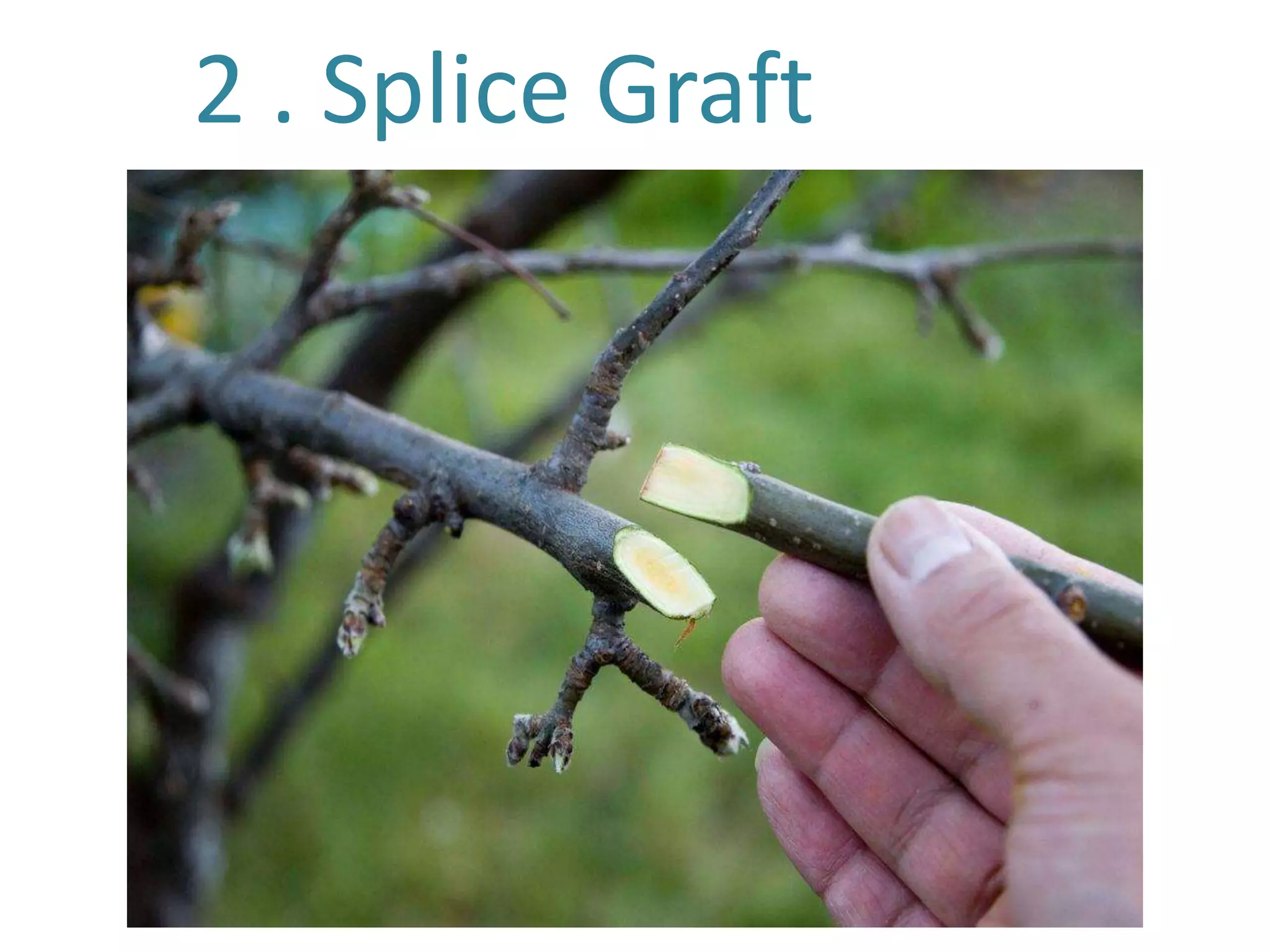 different grafting methods in minor fruit crops | PPTX
