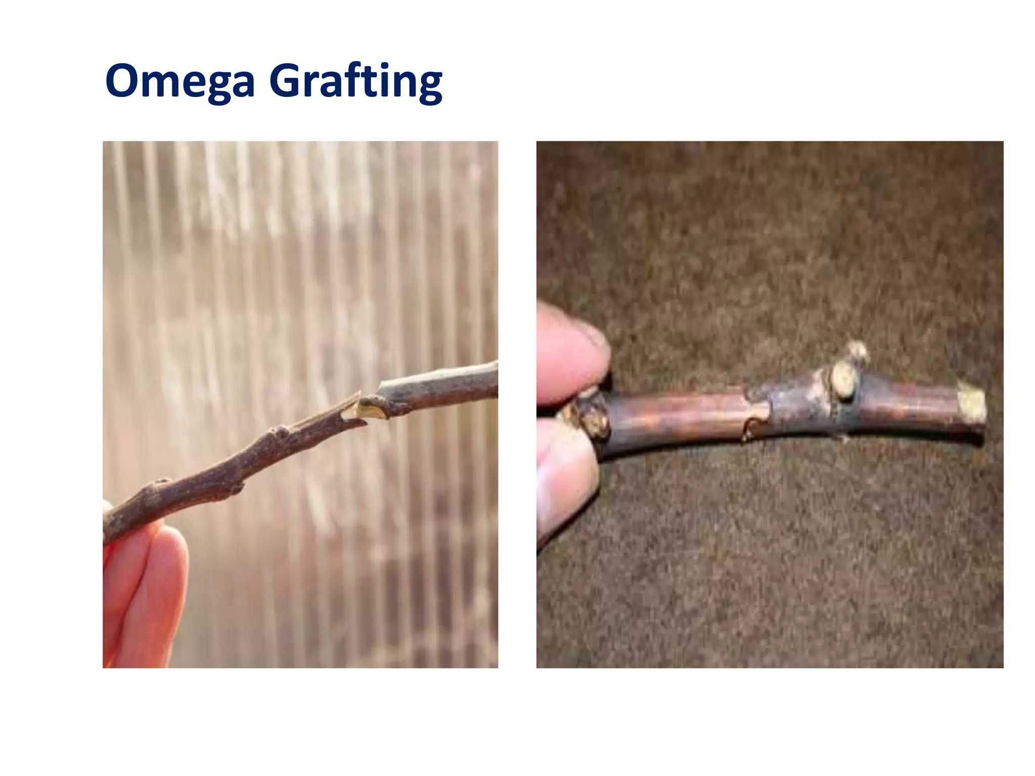 different grafting methods in minor fruit crops | PPTX