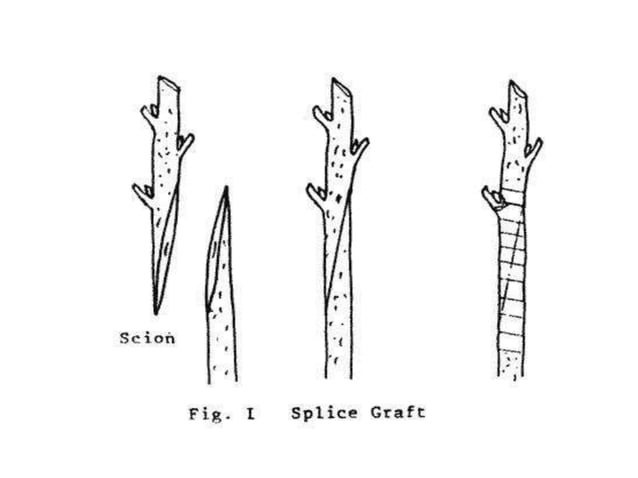 different grafting methods in minor fruit crops | PPTX