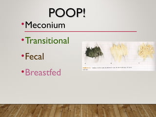 Newborn-Adaptation-Final-PPTssssssssssssss.ppt