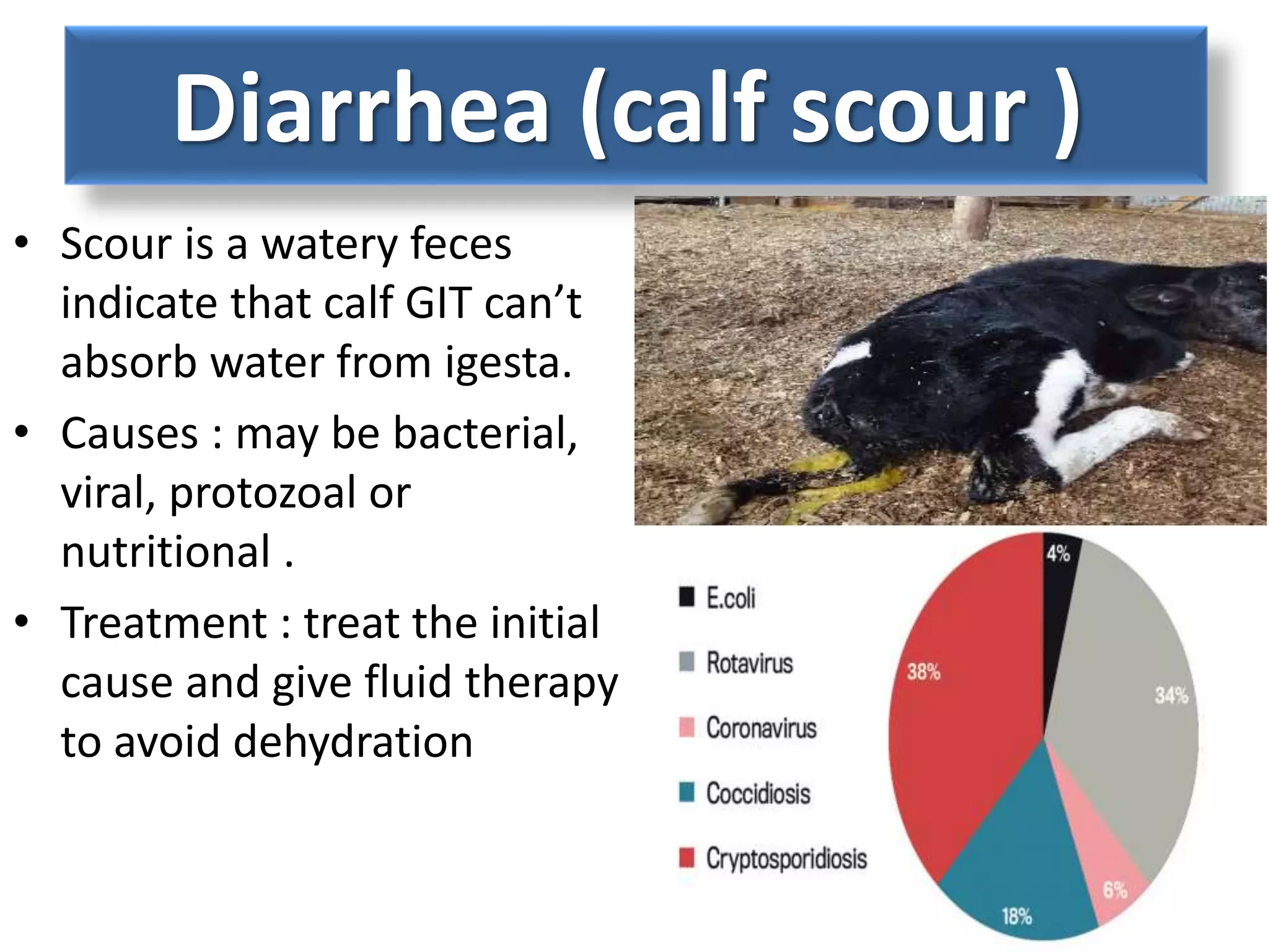 Newborn calf mangement | PPSX
