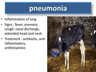 Newborn calf mangement | PPSX