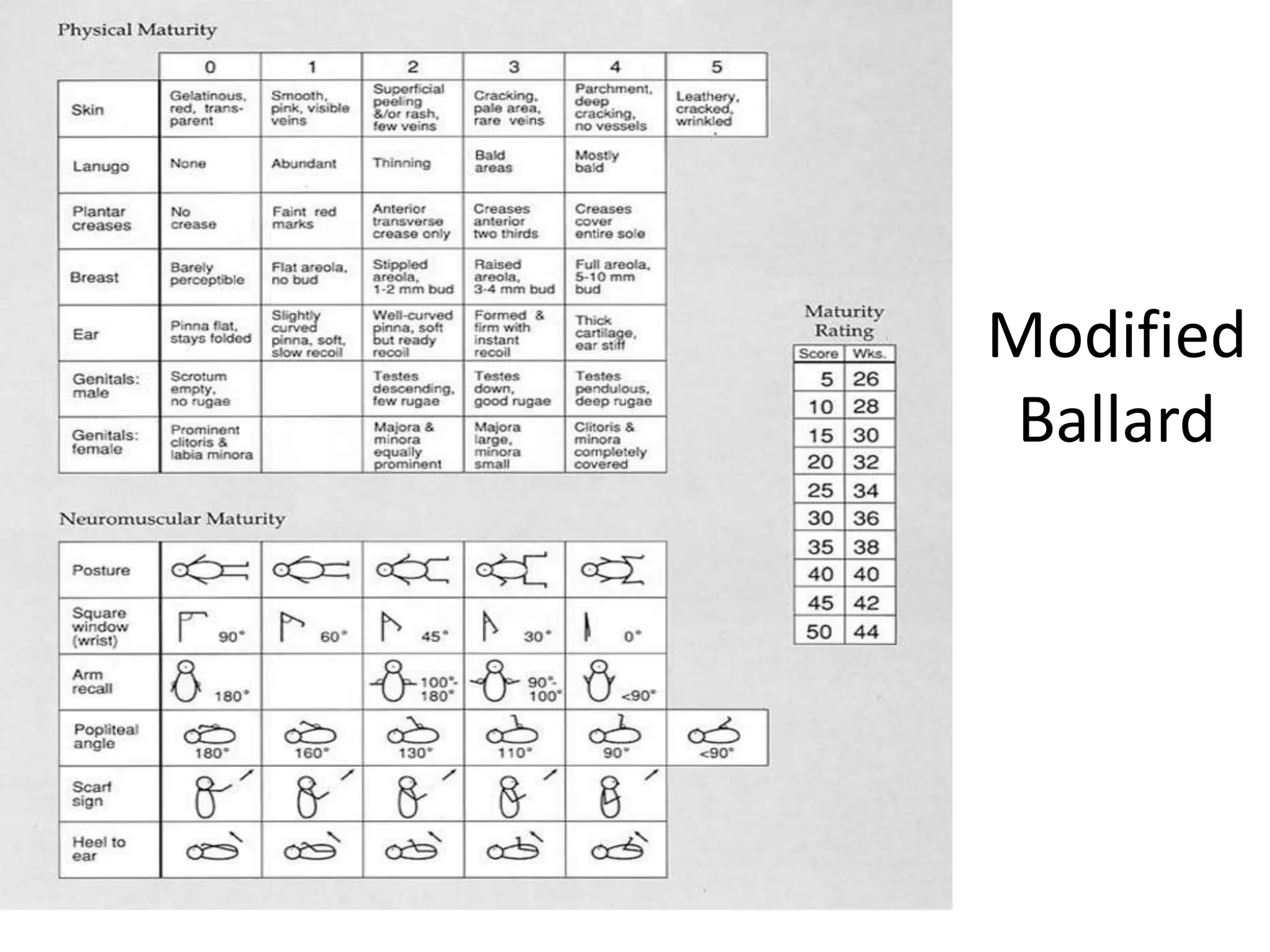 Gestational age assessment and Neonatal reflexes | PPTX