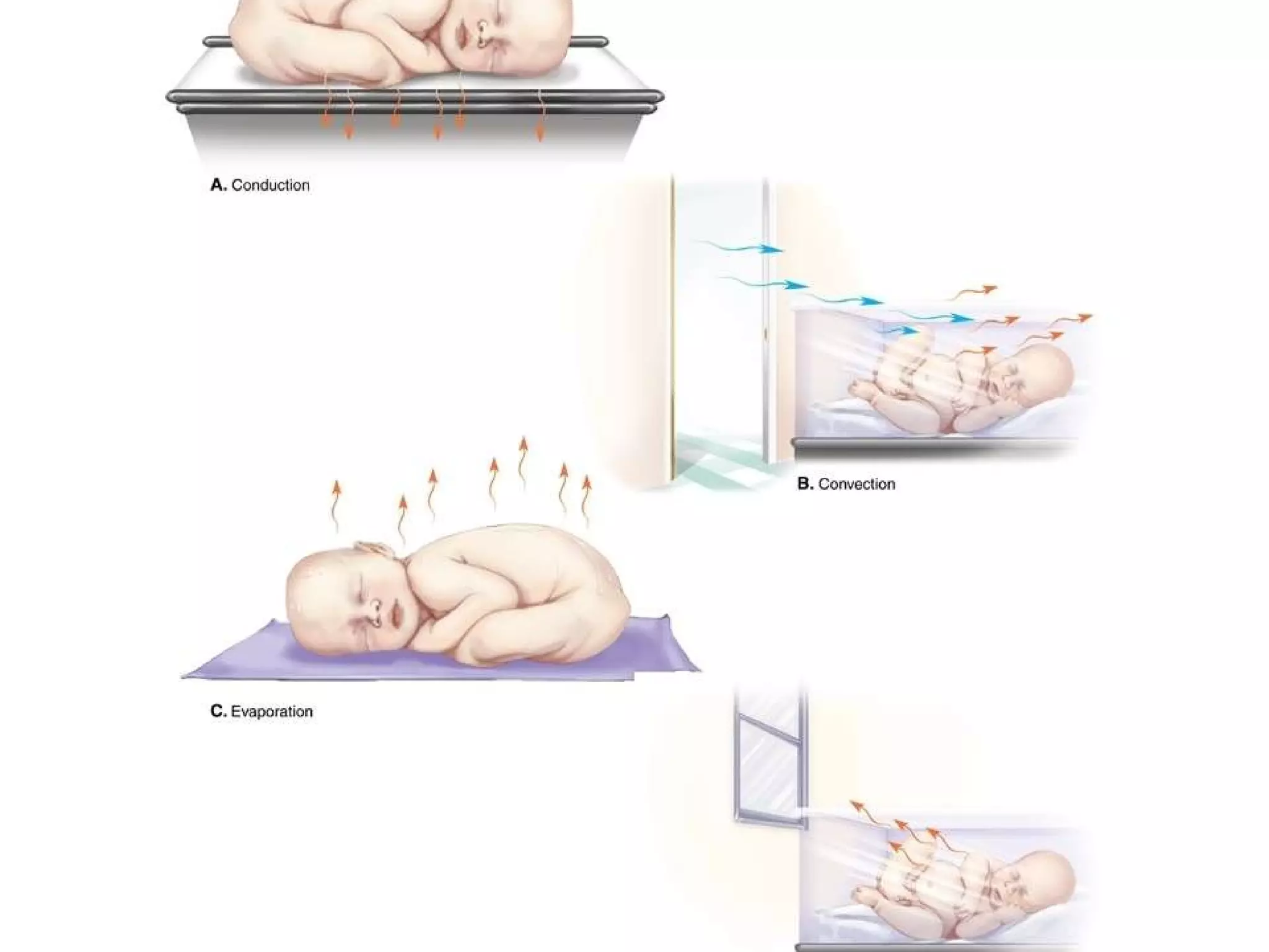 Newborn adaptation | PPT
