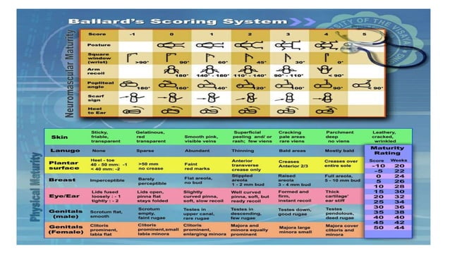 NEWBORN ASSESSMENT.pdf | Pregnancy | Reproductive Health