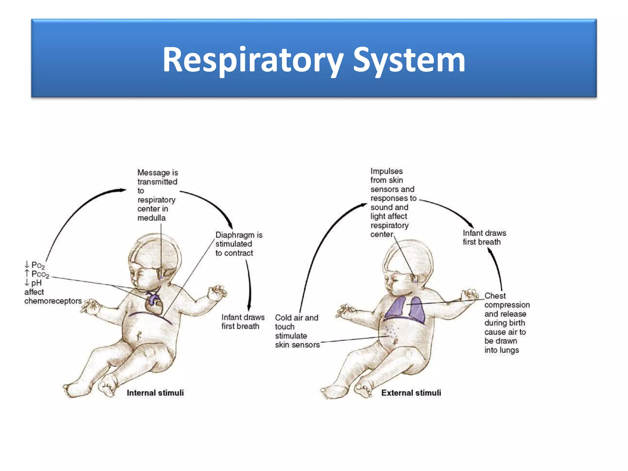 New born baby and adjustment to extra uterine | PPTX