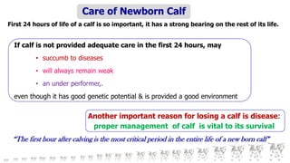 New Born Calf Management.pdf