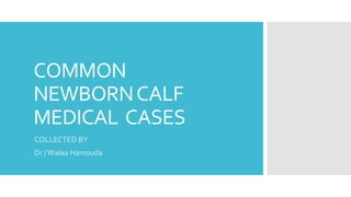 Newborn calf medical cases | PPTX