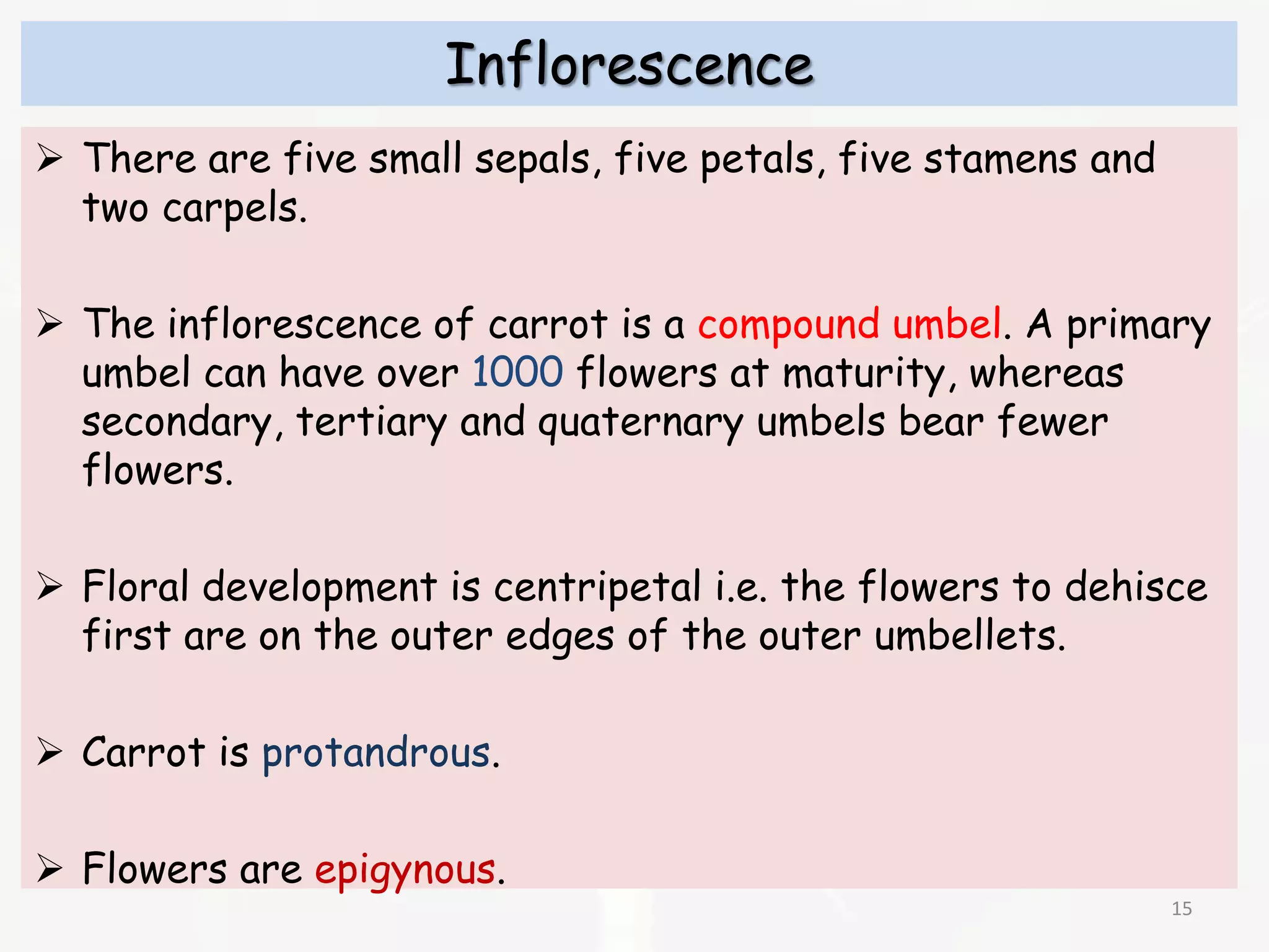 Carrot Breeding | PPTX