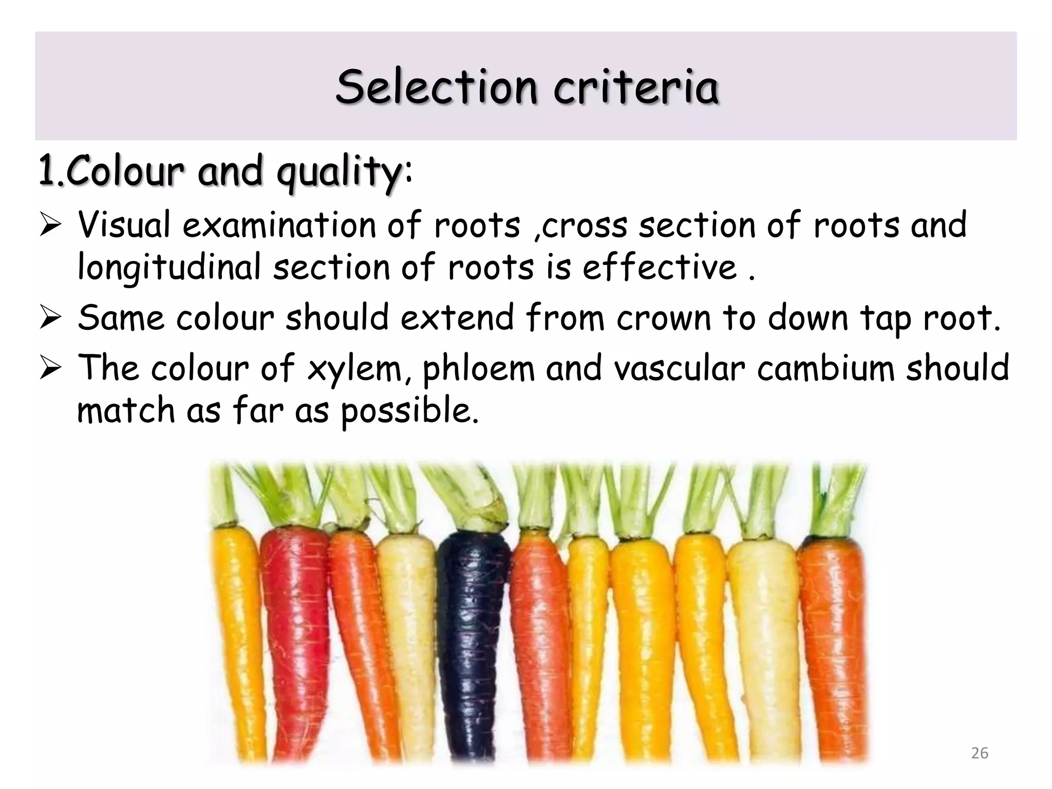 Carrot Breeding | PPTX