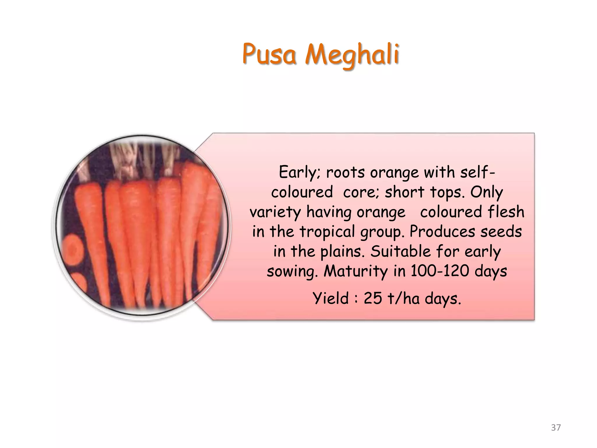Carrot Breeding | PPTX