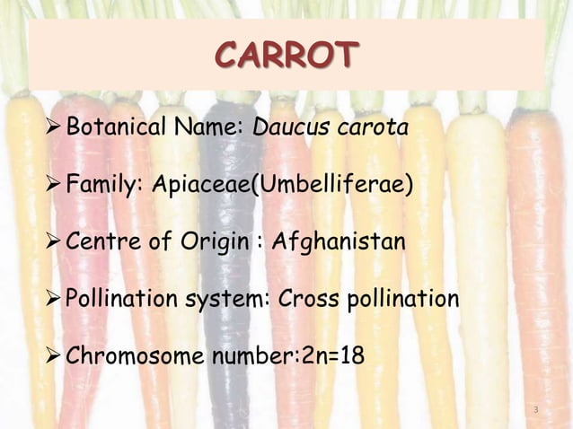 Carrot Breeding | PPTX