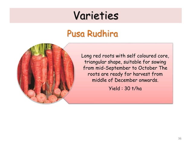 carrot breeding | PPTX