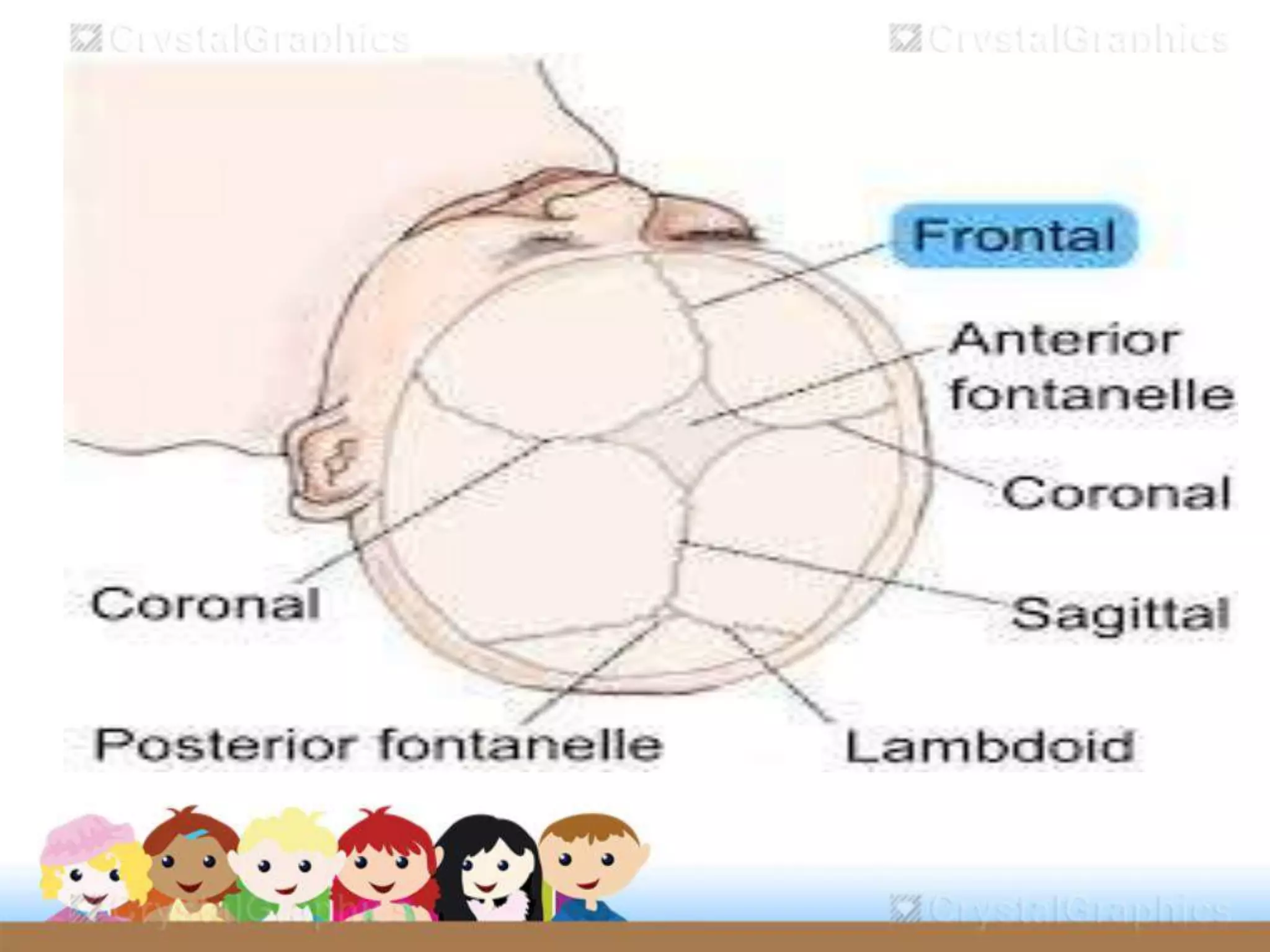 Newborn assessment | PPTX