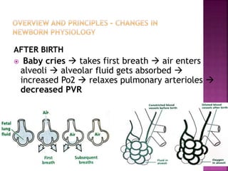 Newborn Resuscitation C2 2020.pptx