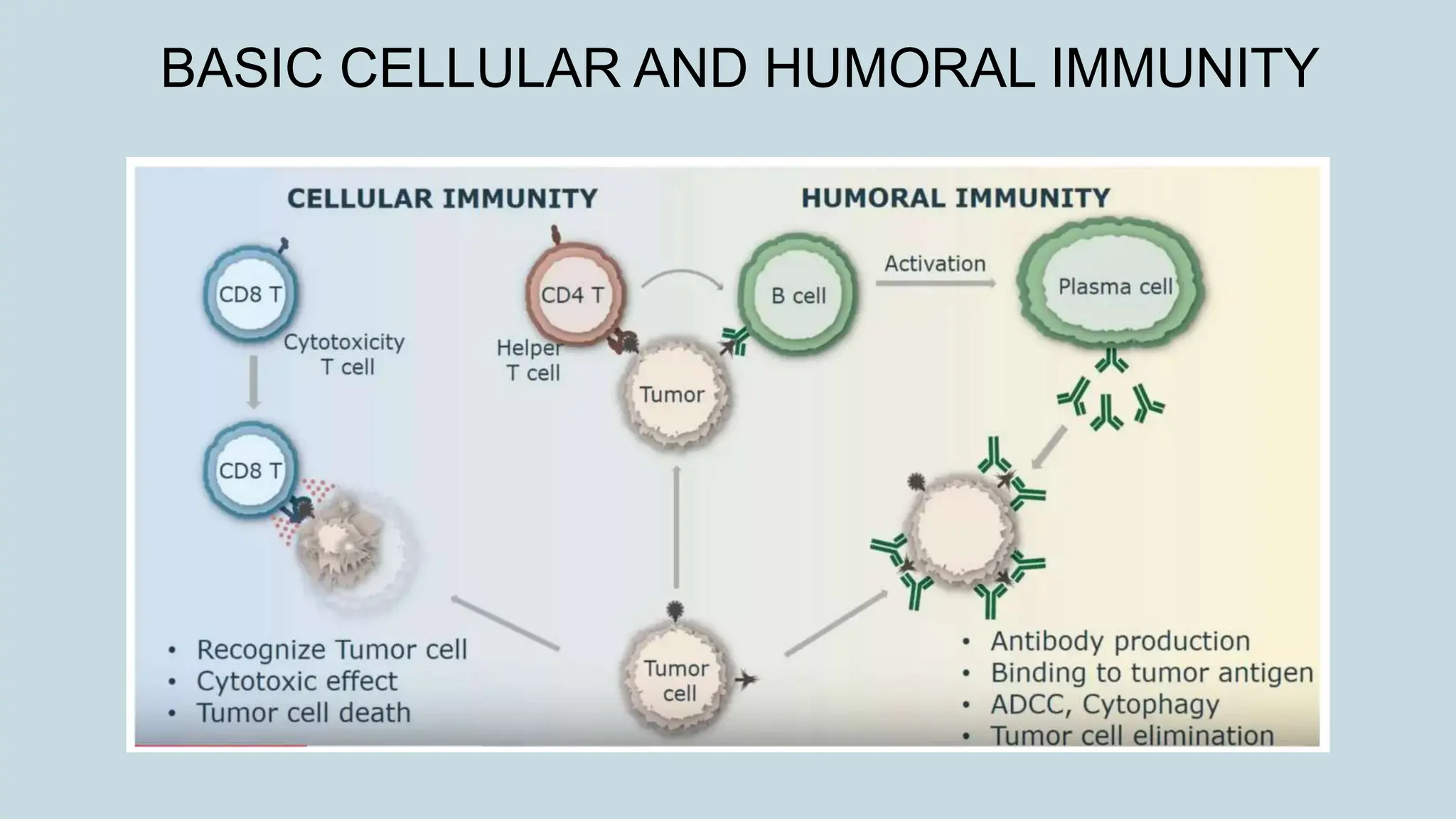 CAR T cell Therapy usable for cancer biology.... | PPTX | Genetics | Science