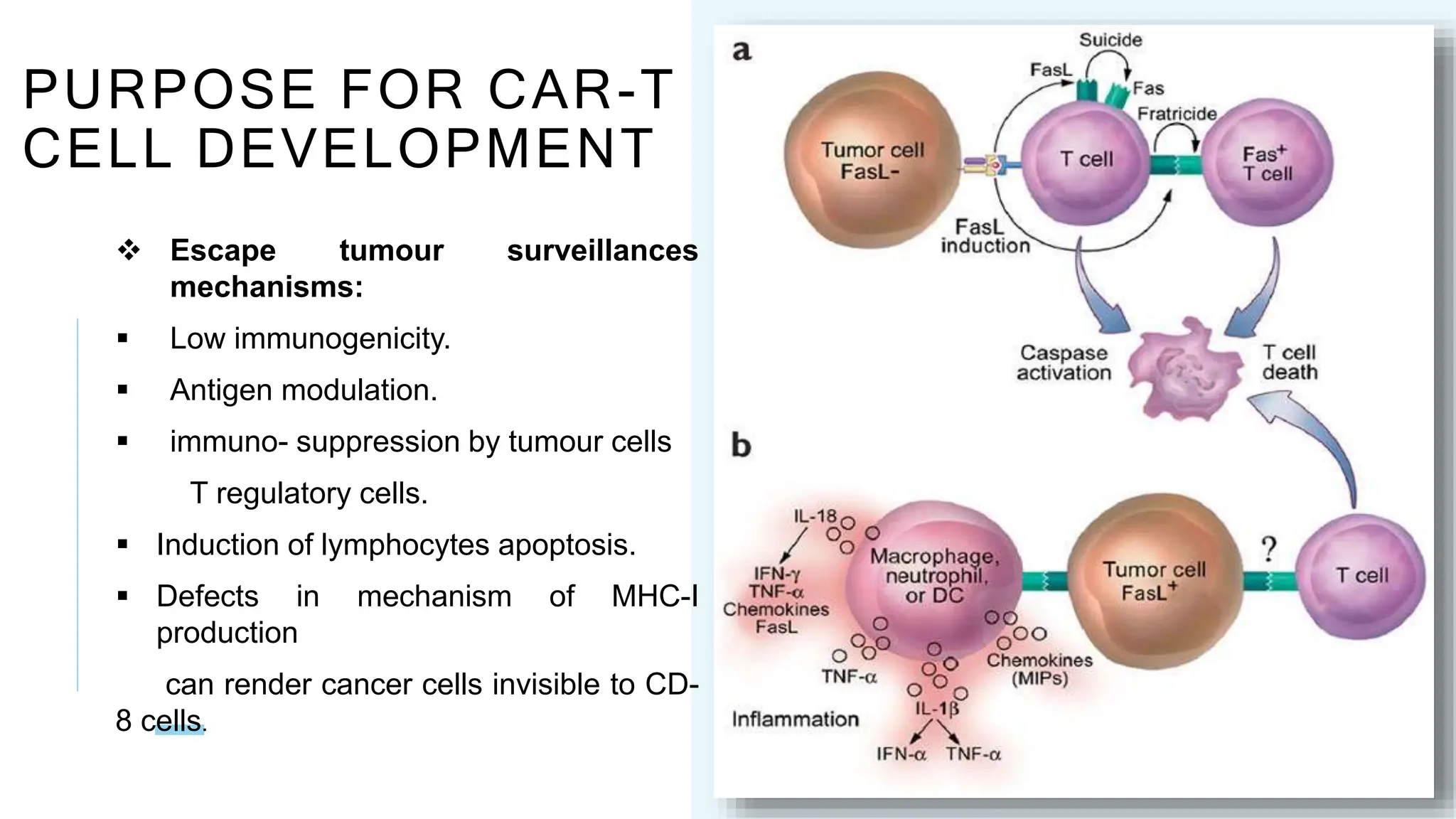 CAR T cell Therapy usable for cancer biology.... | PPTX | Genetics | Science