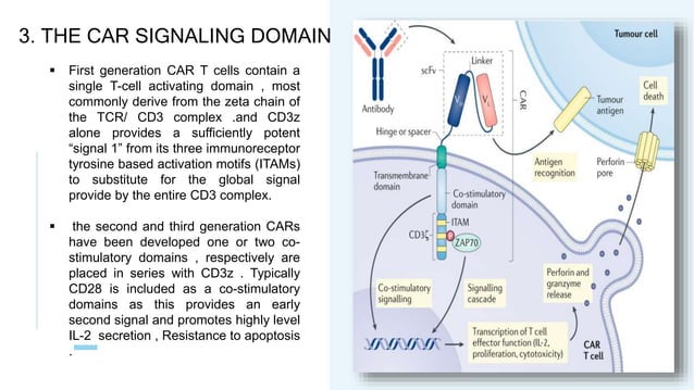 CAR T cell Therapy usable for cancer biology.... | PPTX | Genetics | Science